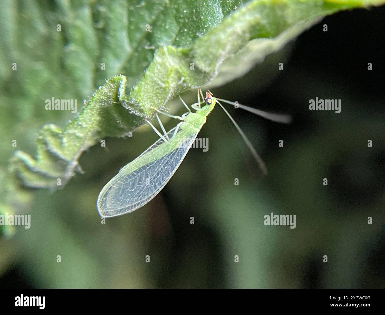 common green lacewings (Chrysoperla Stock Photo - Alamy