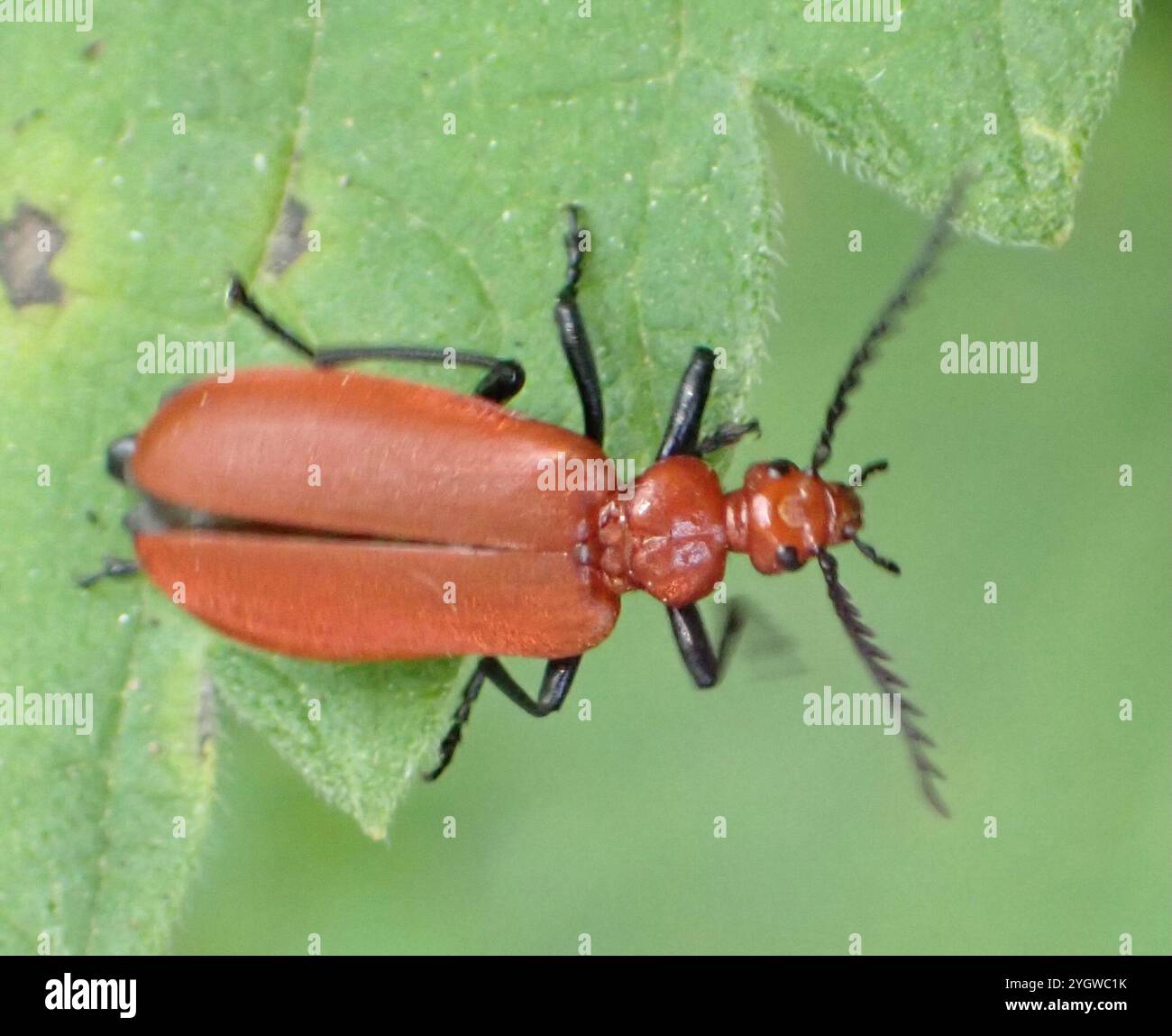 Common Cardinal Beetle (Pyrochroa serraticornis Stock Photo - Alamy