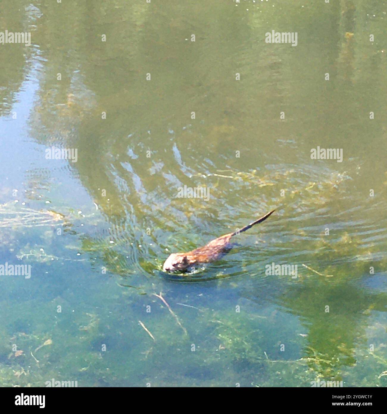 Muskrat (Ondatra zibethicus Stock Photo - Alamy