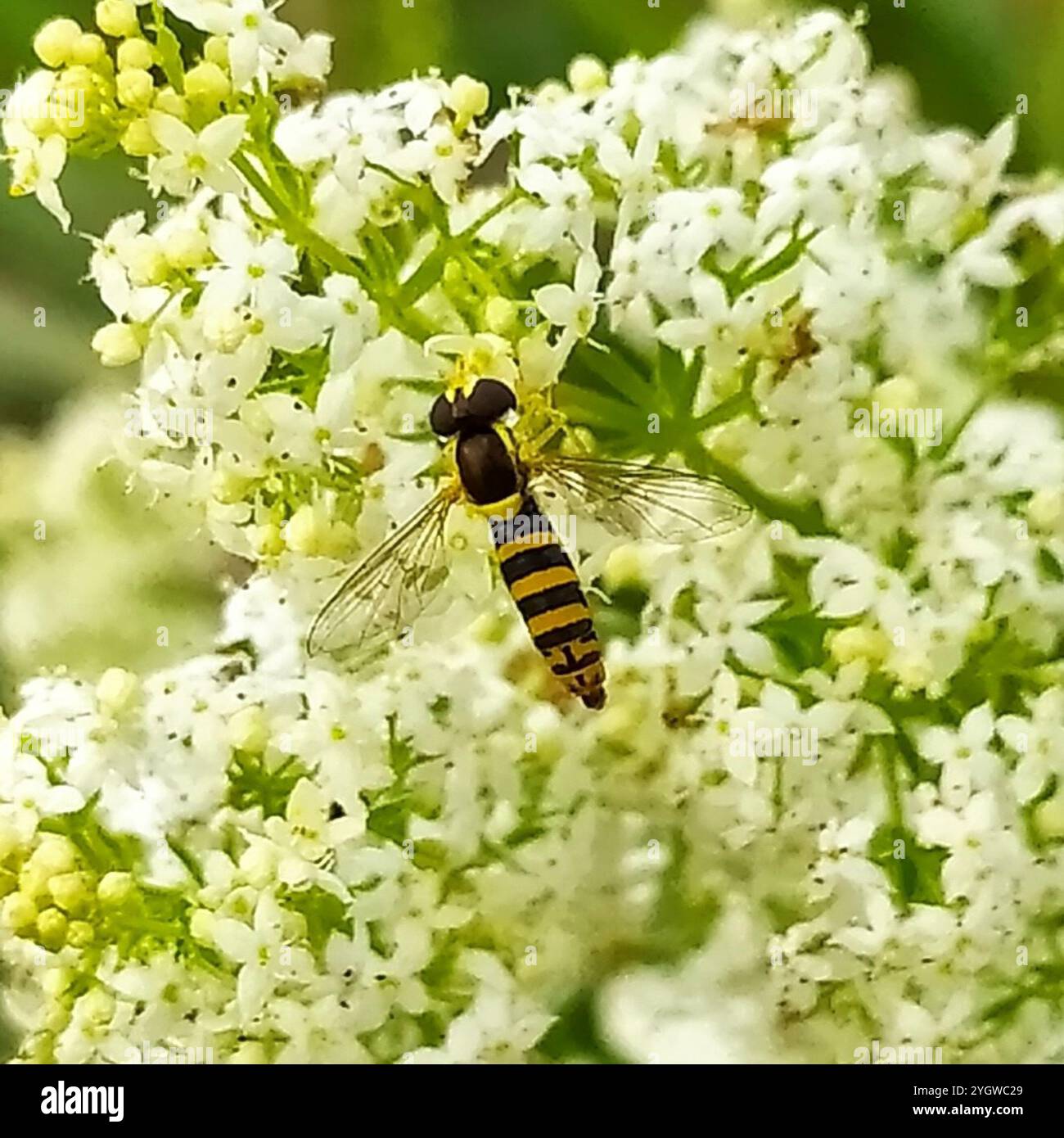 Common Globetail (Sphaerophoria scripta Stock Photo - Alamy