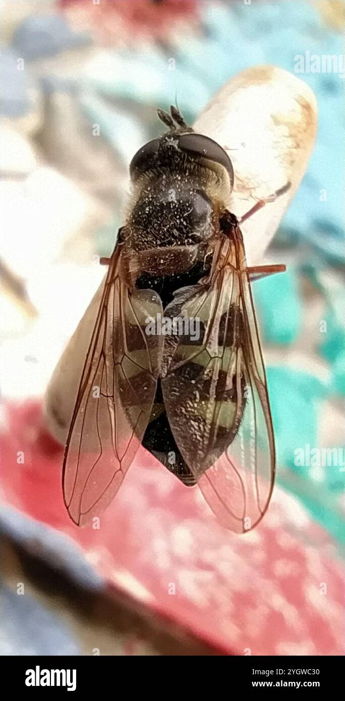 Didea hi-res stock photography and images - Alamy