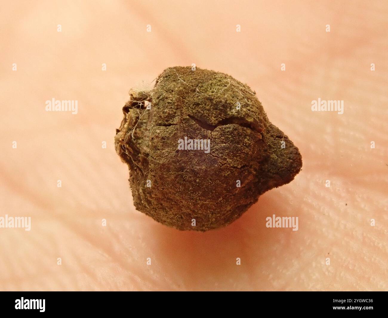 Oak Rough Bulletgall Wasp (Disholcaspis quercusmamma Stock Photo - Alamy