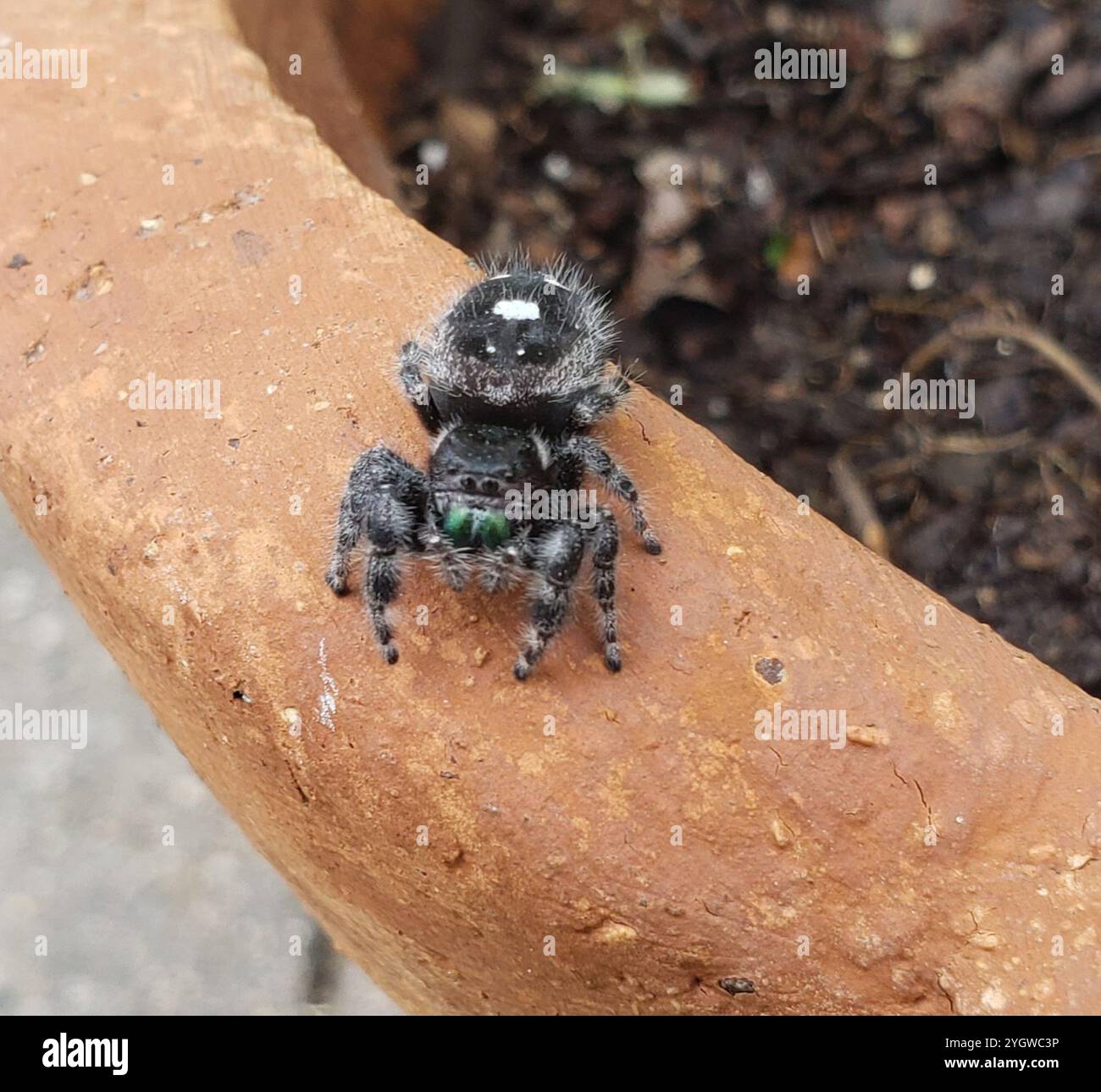 Bold Jumping Spider (Phidippus audax Stock Photo - Alamy