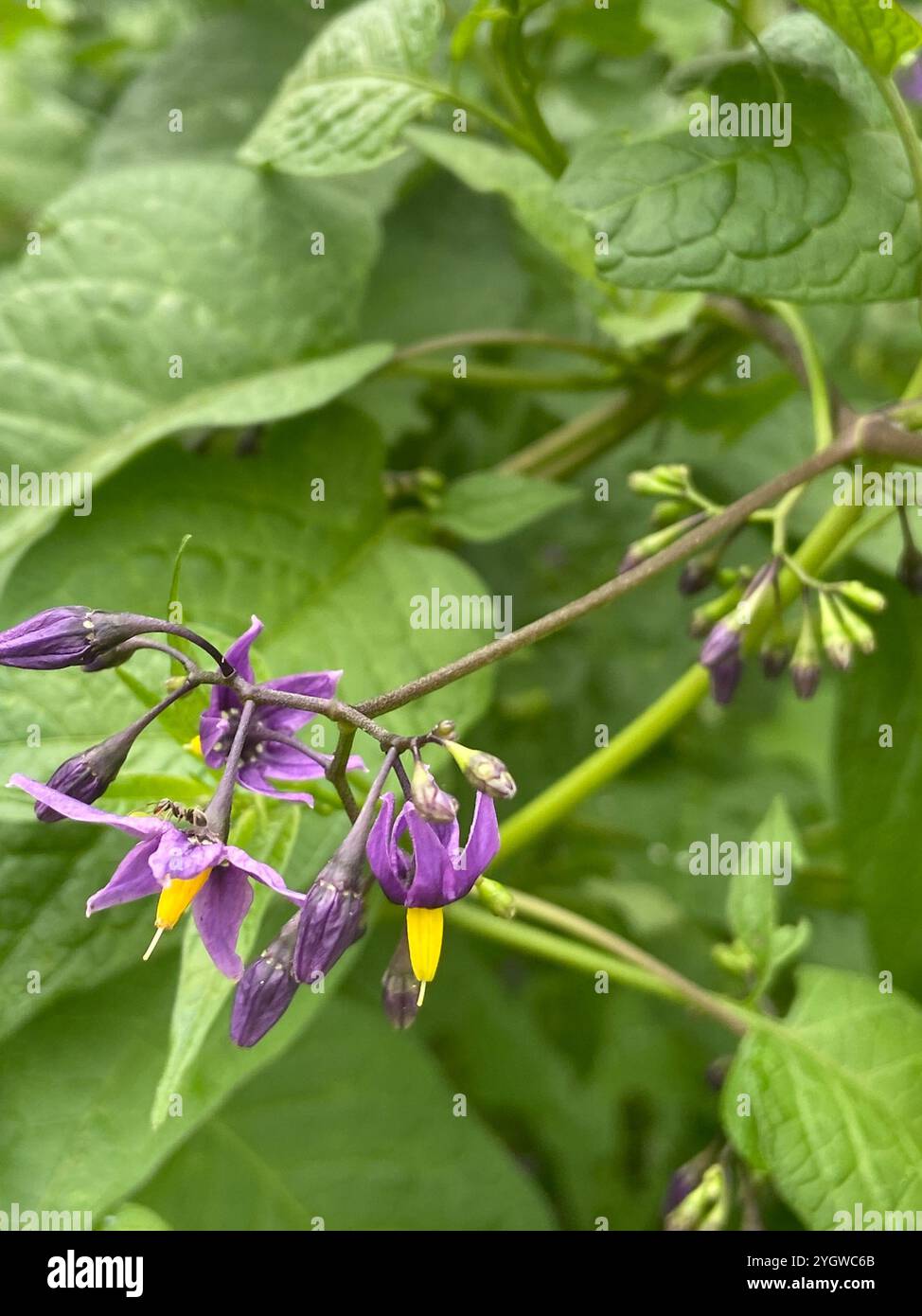 bittersweet nightshade (Solanum dulcamara Stock Photo - Alamy