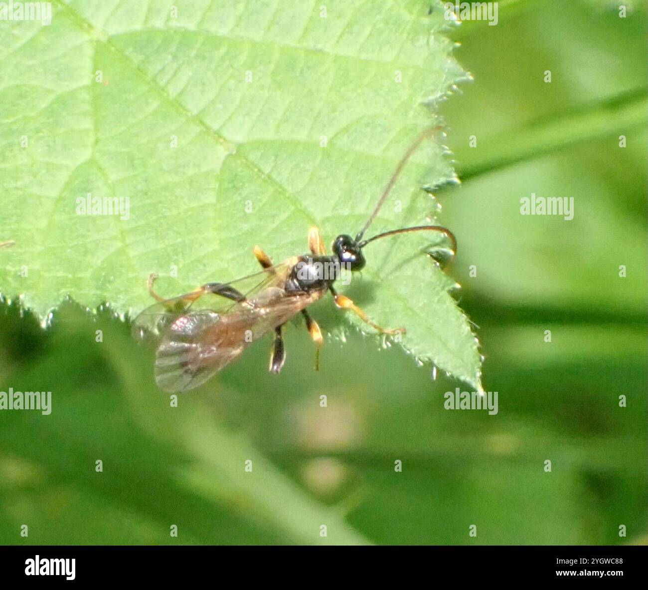 Ichneumonid Wasps (Ichneumonidae Stock Photo - Alamy