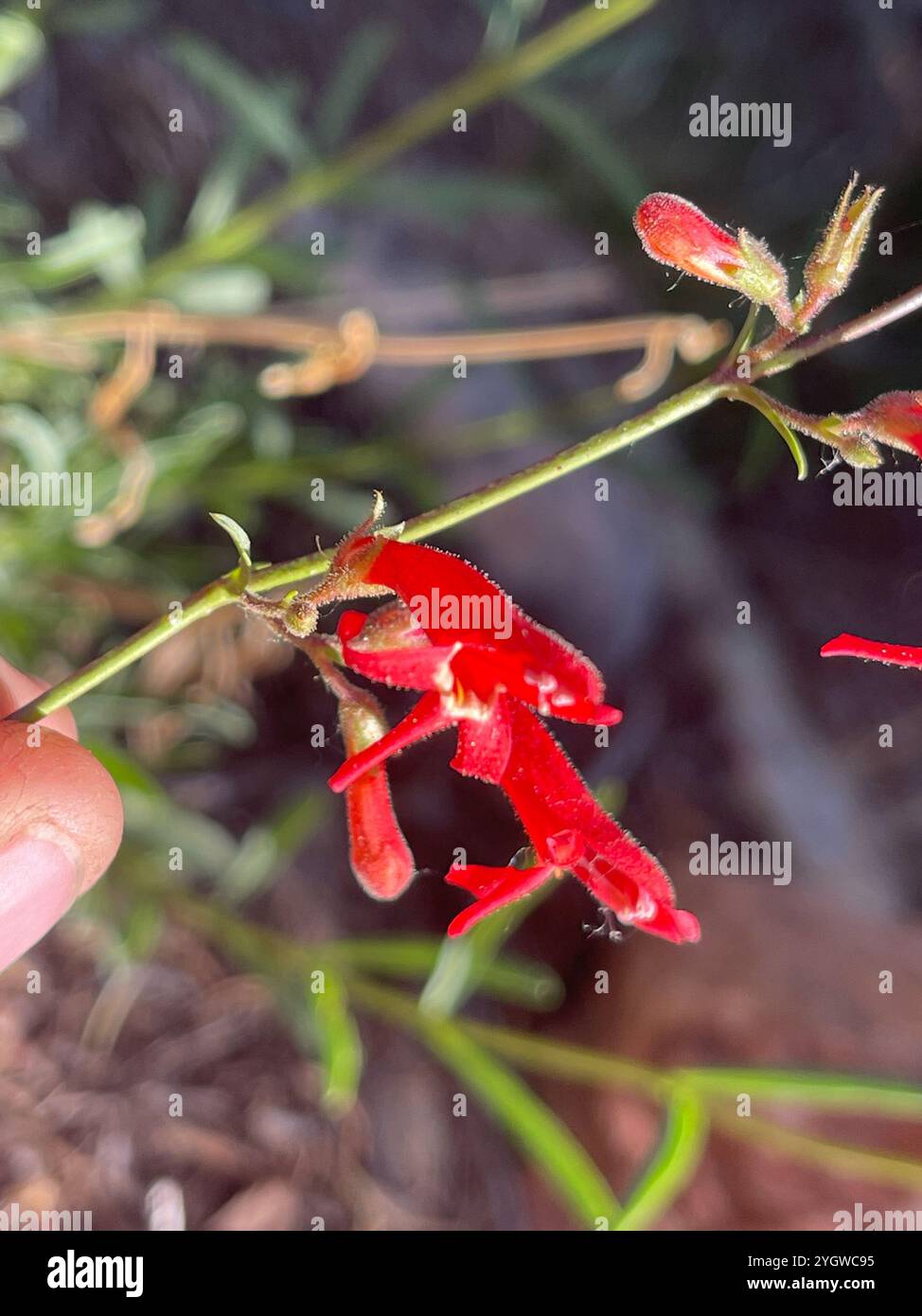 Bridges penstemon hi-res stock photography and images - Alamy