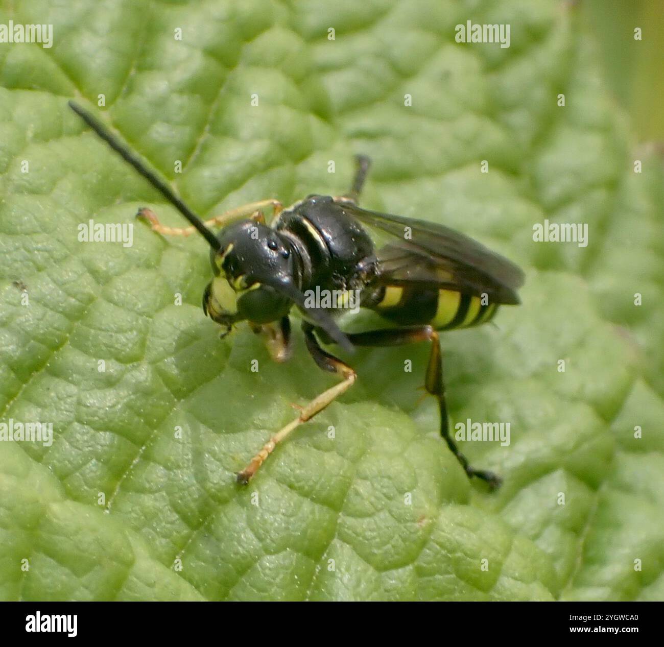 Gorytes hi-res stock photography and images - Alamy
