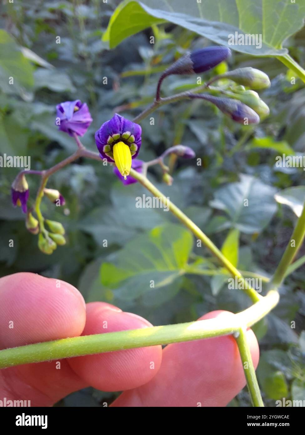 bittersweet nightshade (Solanum dulcamara Stock Photo - Alamy