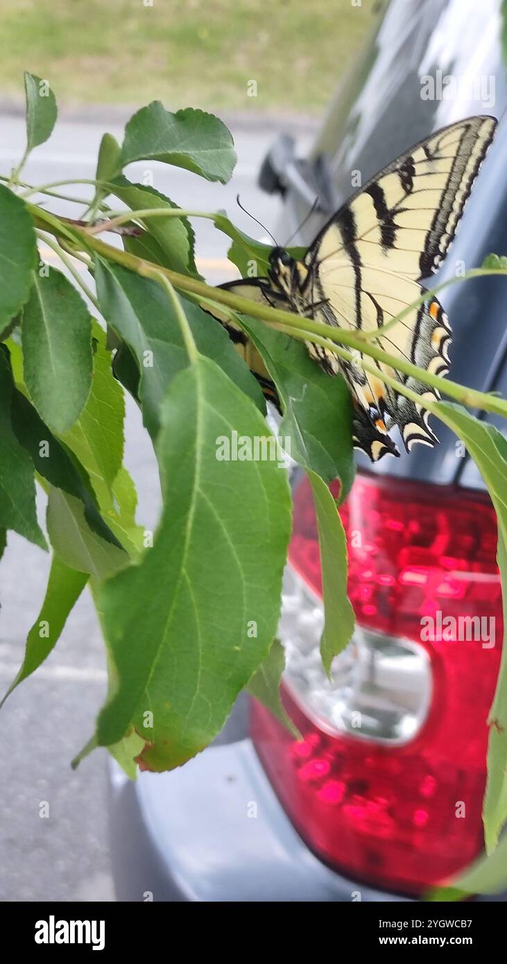 Canadian Tiger Swallowtail (Papilio canadensis Stock Photo - Alamy