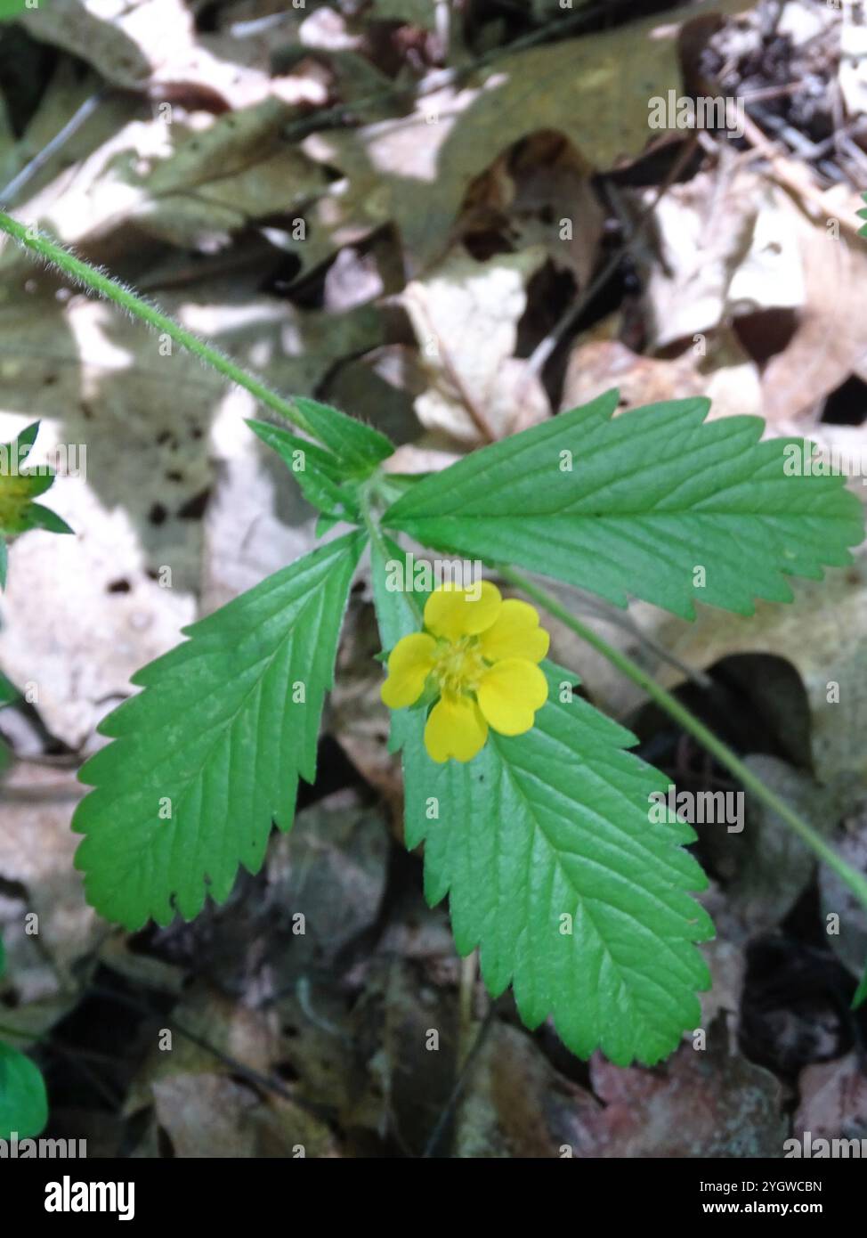 common cinquefoil (Potentilla simplex Stock Photo - Alamy
