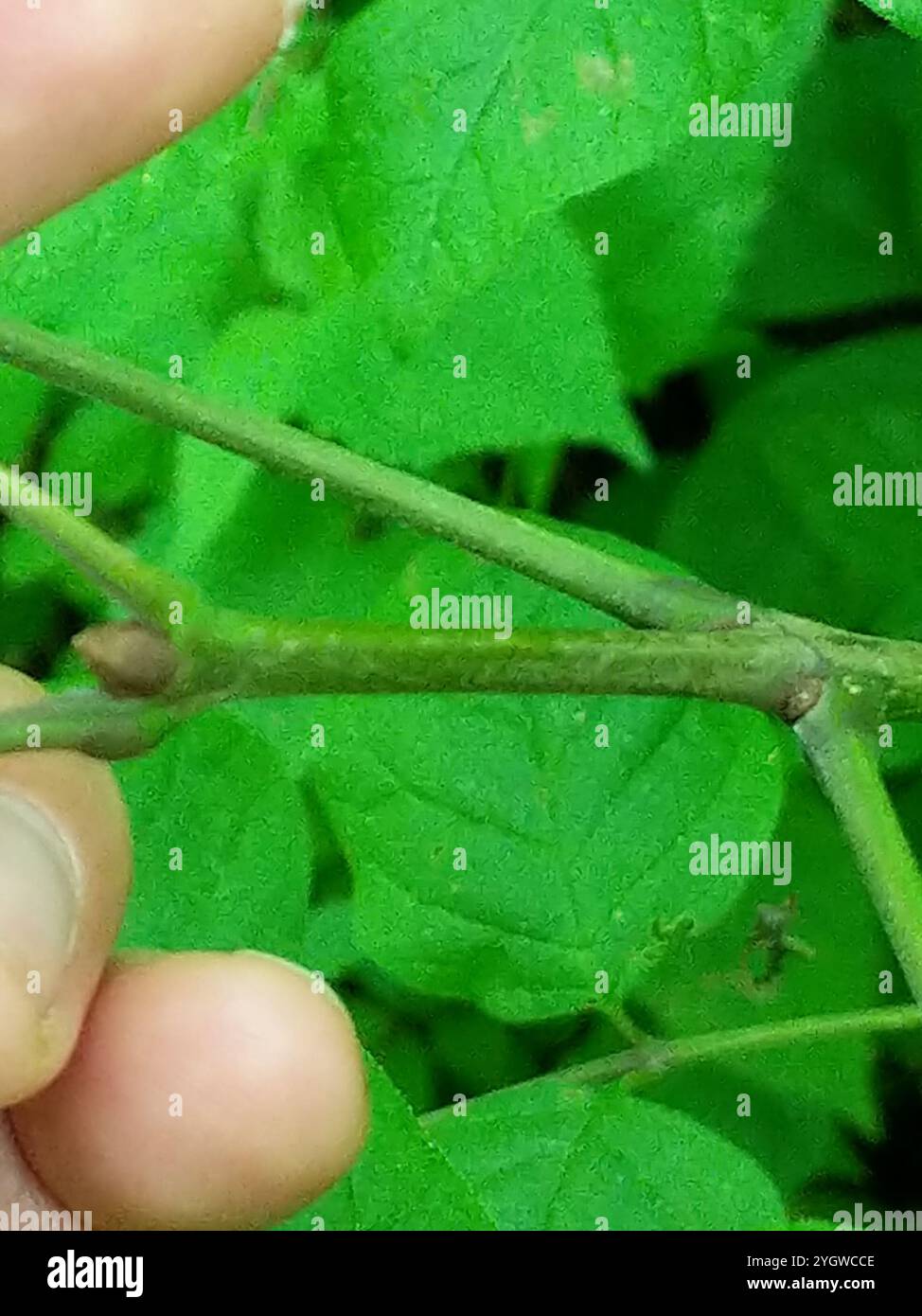 blue ash (Fraxinus quadrangulata Stock Photo - Alamy