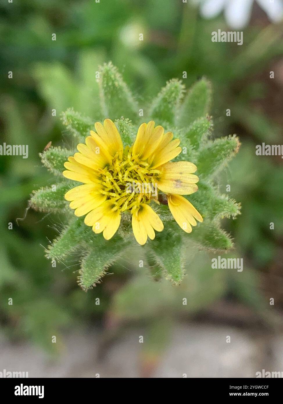 Madia sativa hi-res stock photography and images - Alamy