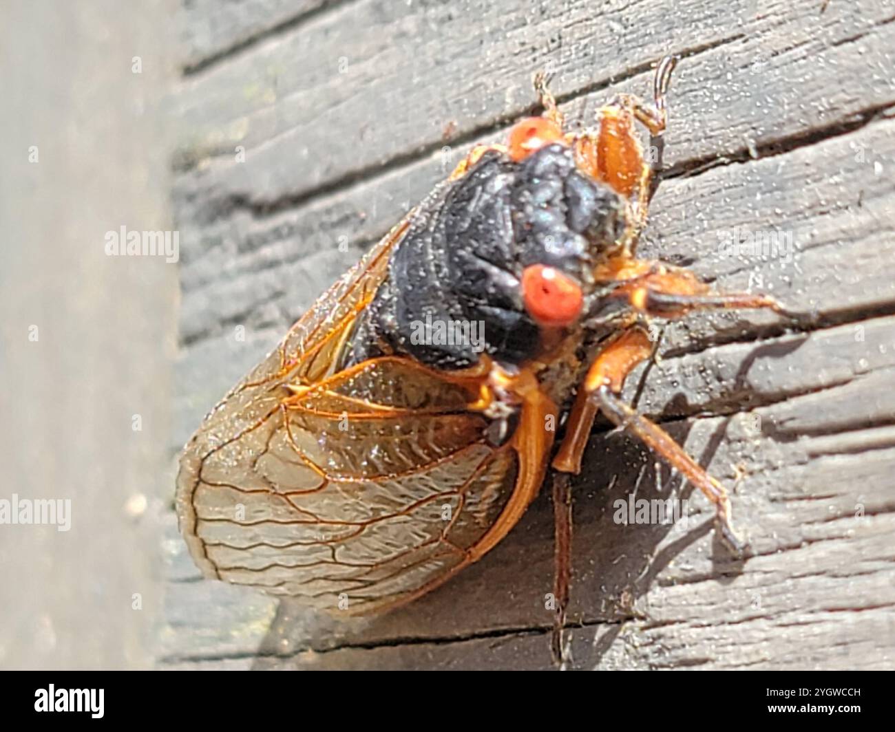 Pharaoh Cicada (Magicicada septendecim Stock Photo - Alamy