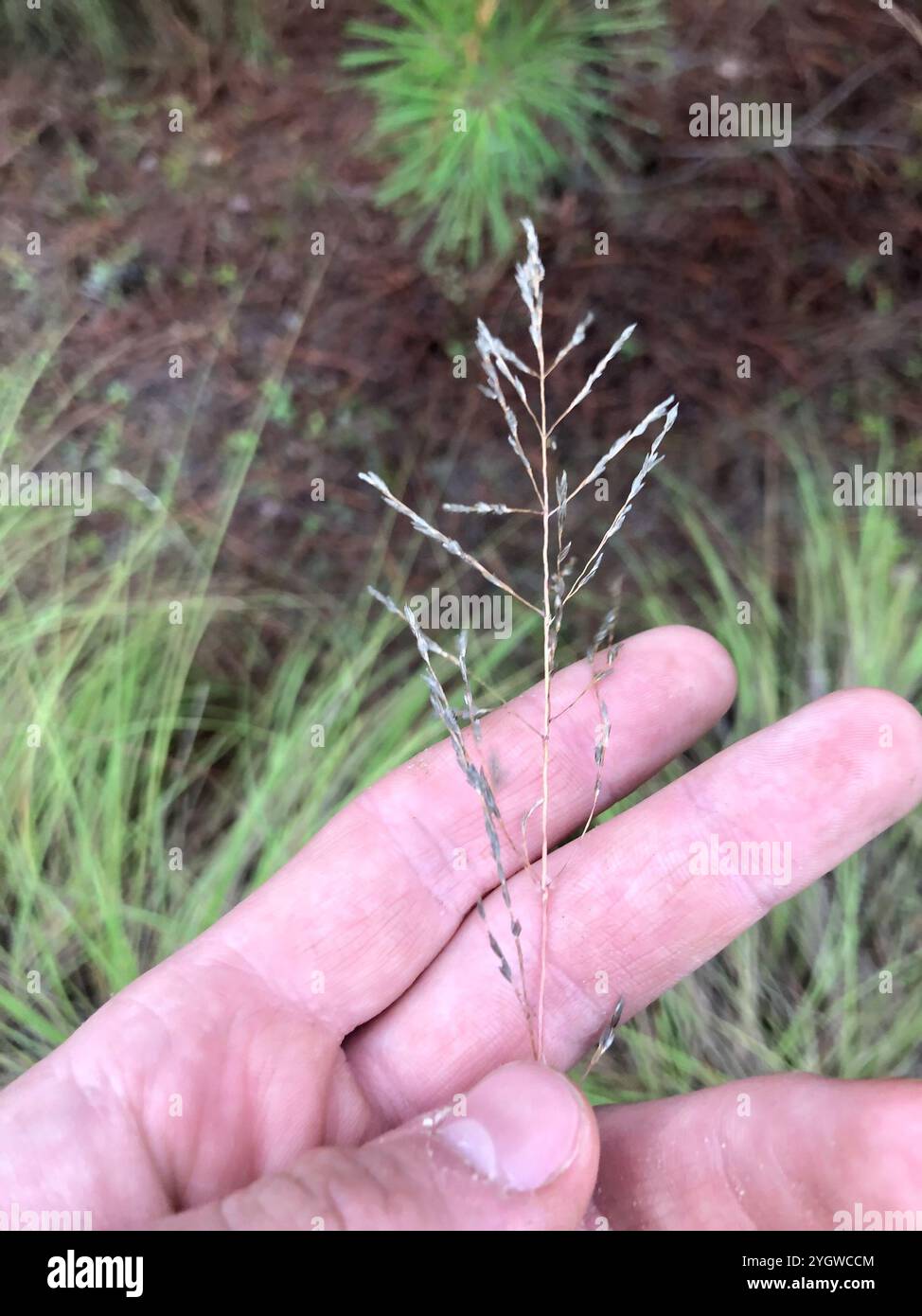 African love grass (Eragrostis curvula Stock Photo - Alamy