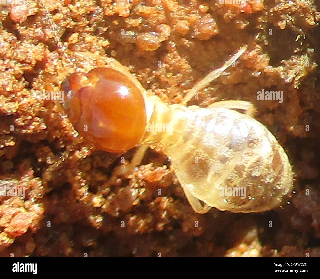 Macrotermitinae hi-res stock photography and images - Alamy