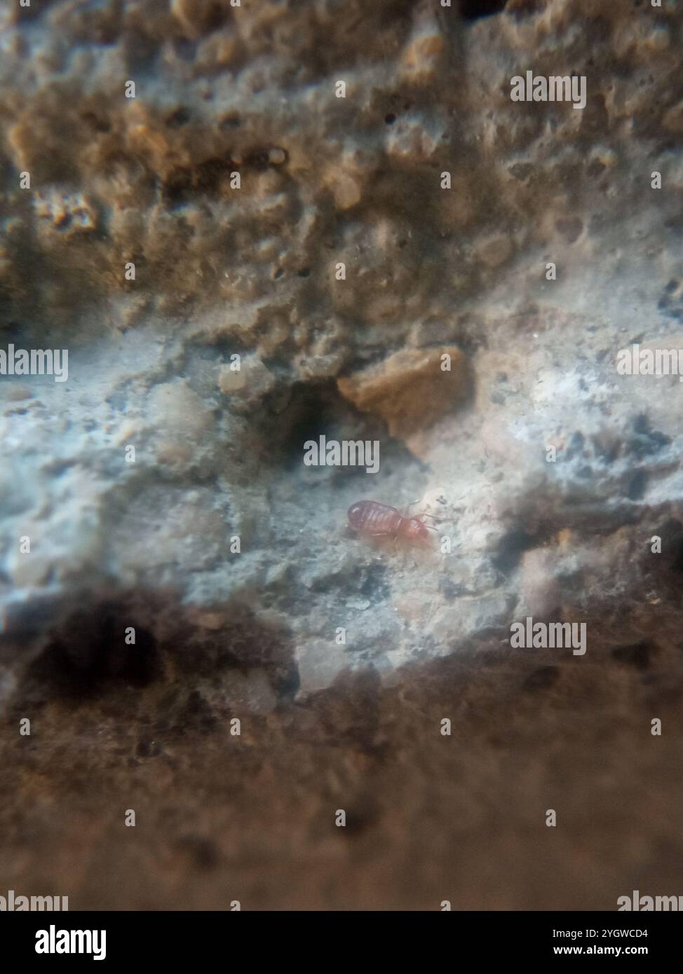 Liposcelis hi-res stock photography and images - Alamy