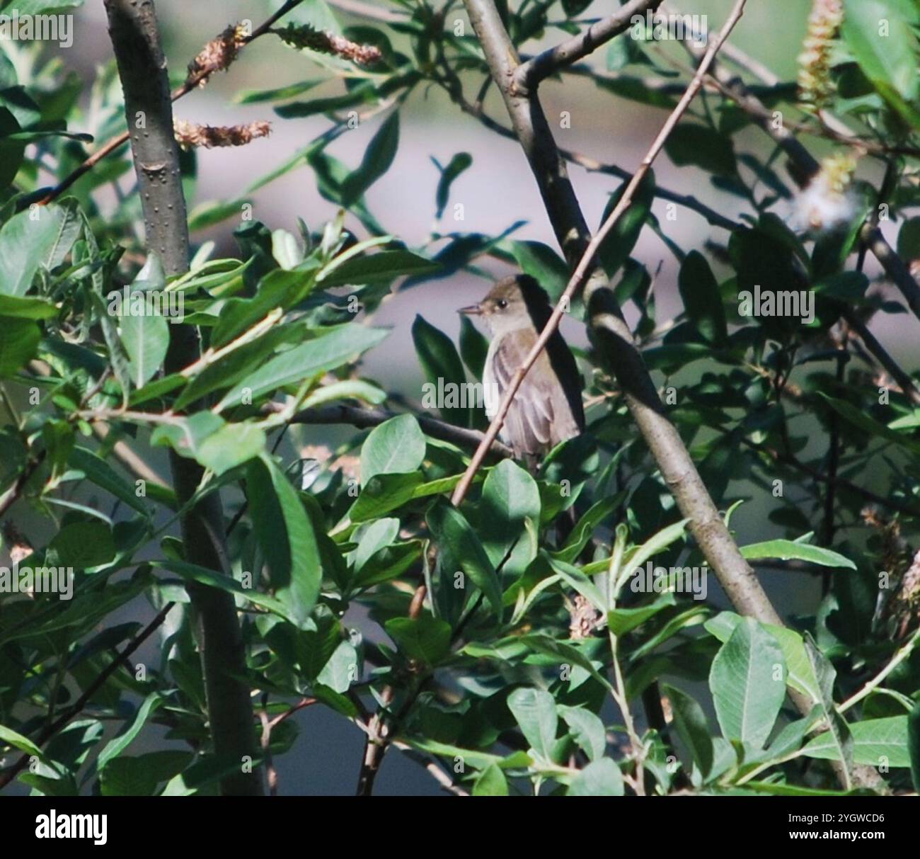 Willow Flycatcher (Empidonax traillii Stock Photo - Alamy