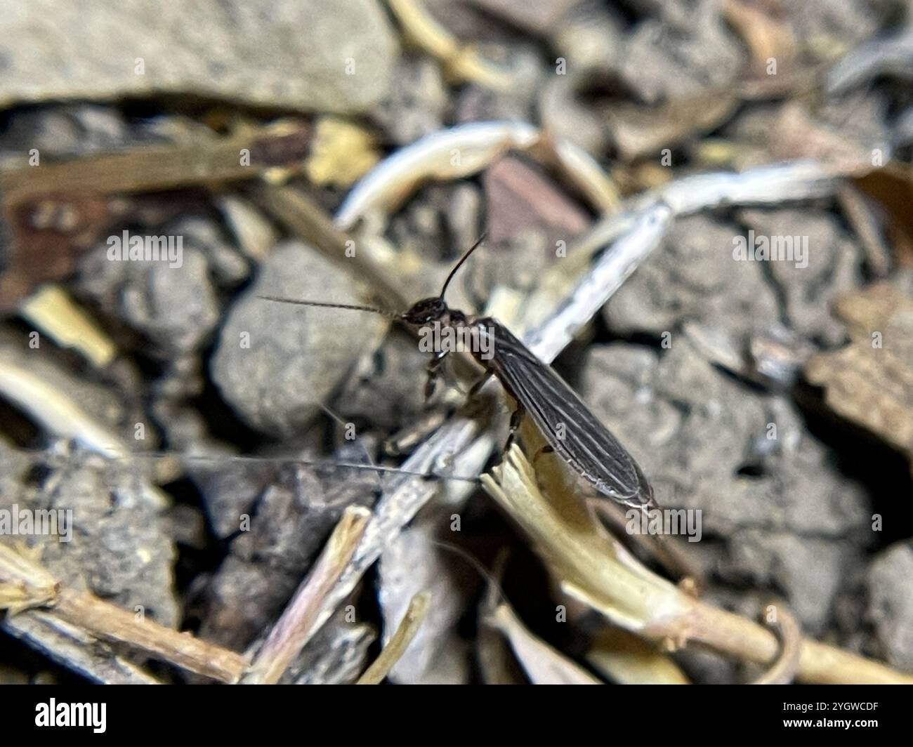 Webspinners hi-res stock photography and images - Alamy