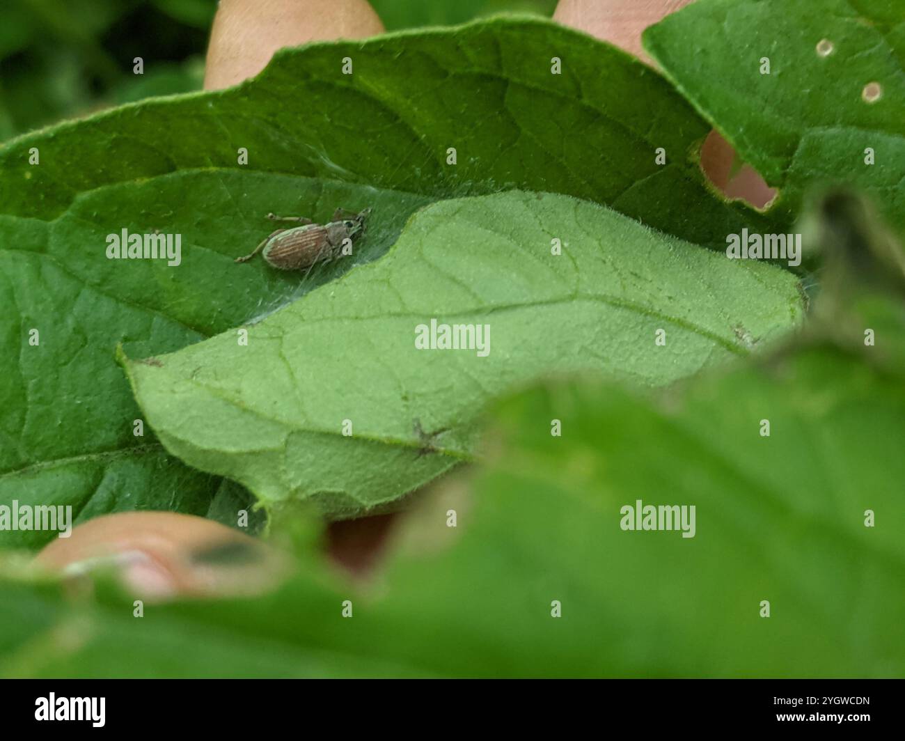 Asian oak weevil hi-res stock photography and images - Alamy