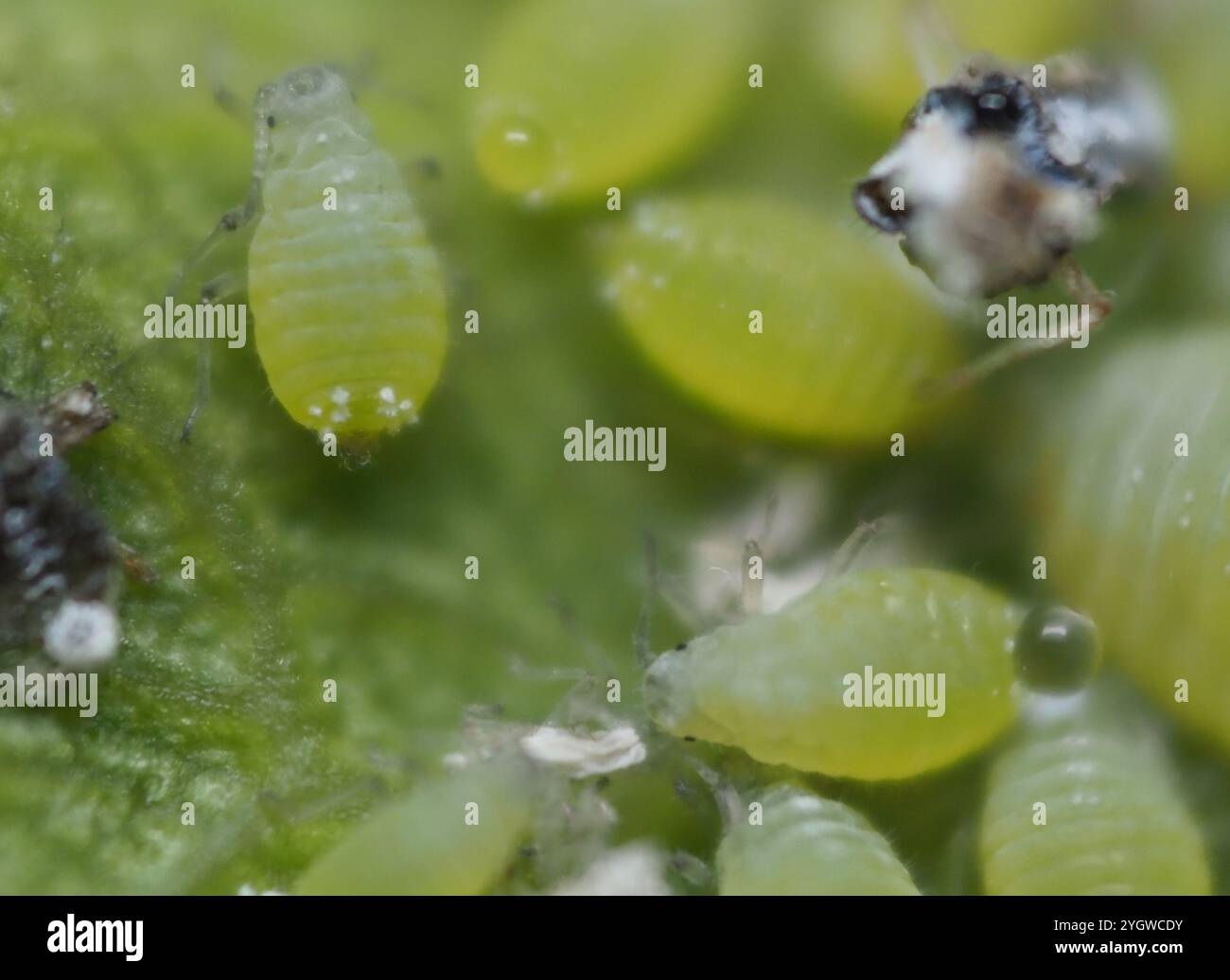 leafcurl ash aphid (Prociphilus fraxinifolii Stock Photo - Alamy