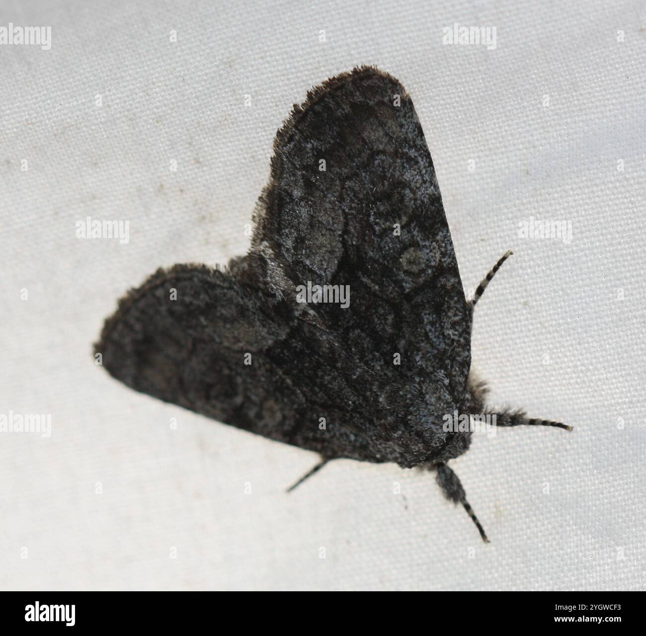 Brother Moth (Raphia frater Stock Photo - Alamy