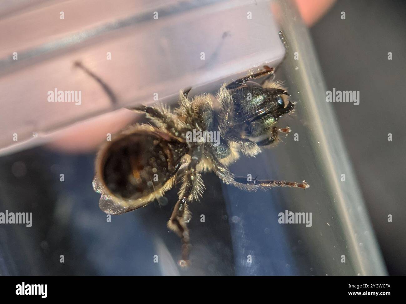 Orange-vented Mason Bee (Osmia leaiana Stock Photo - Alamy