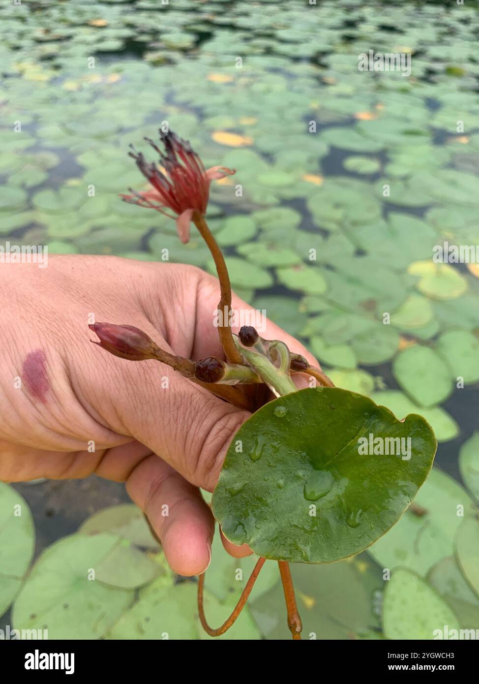 Watershield (Brasenia schreberi Stock Photo - Alamy