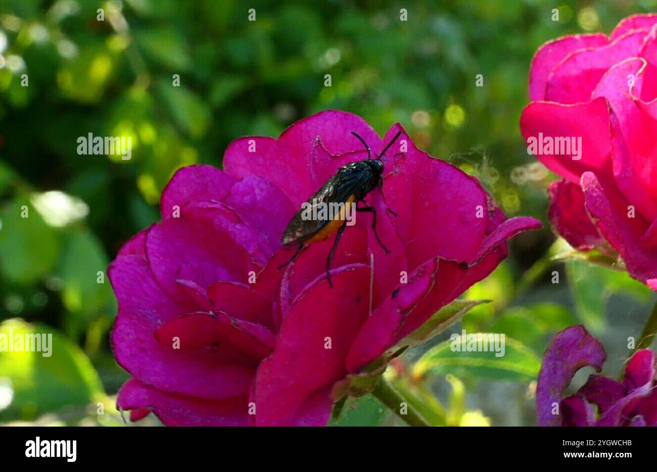 Large Rose Sawfly (Arge pagana Stock Photo - Alamy