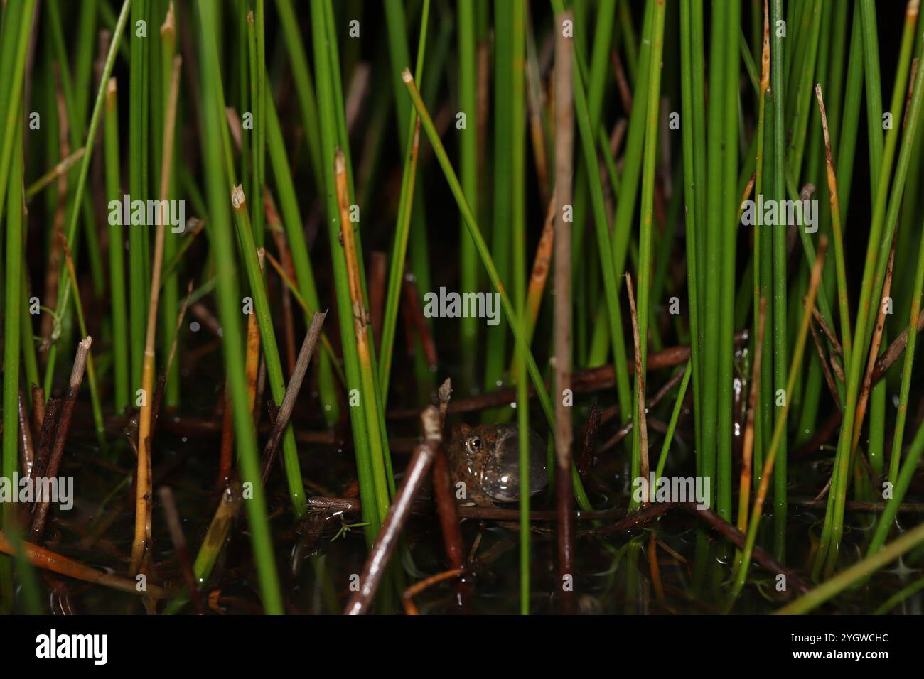 Cape Caco (Cacosternum capense Stock Photo - Alamy