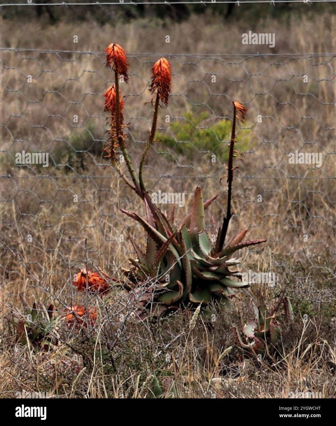 Cape Aloe (Aloe ferox Stock Photo - Alamy