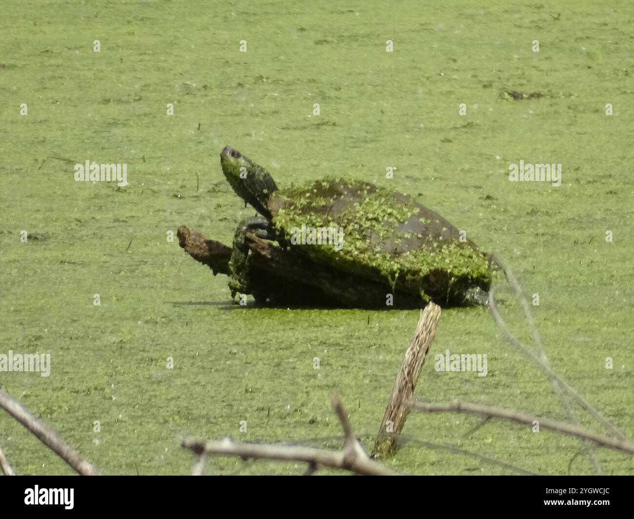 Northern Map Turtle (Graptemys geographica Stock Photo - Alamy