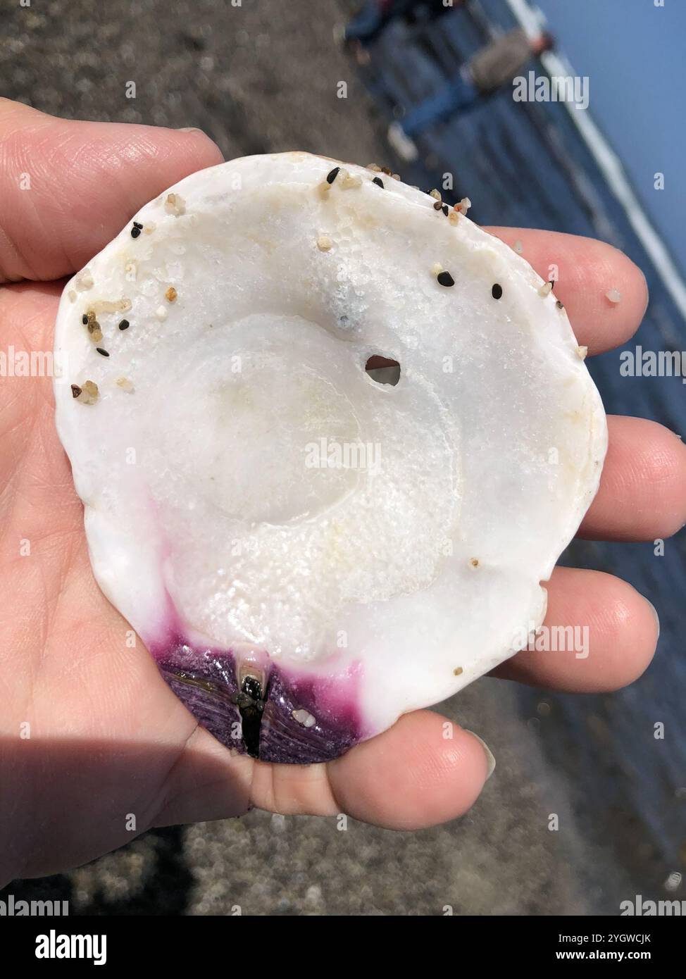 Giant Rock Scallop (Crassadoma gigantea Stock Photo - Alamy