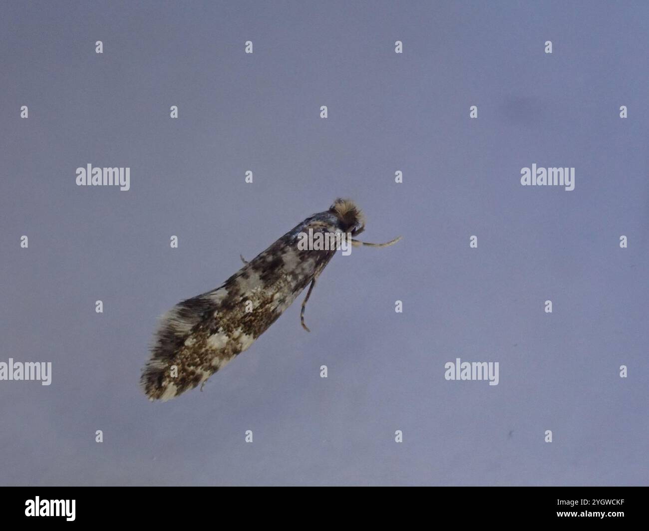 Cork moth hi-res stock photography and images - Alamy