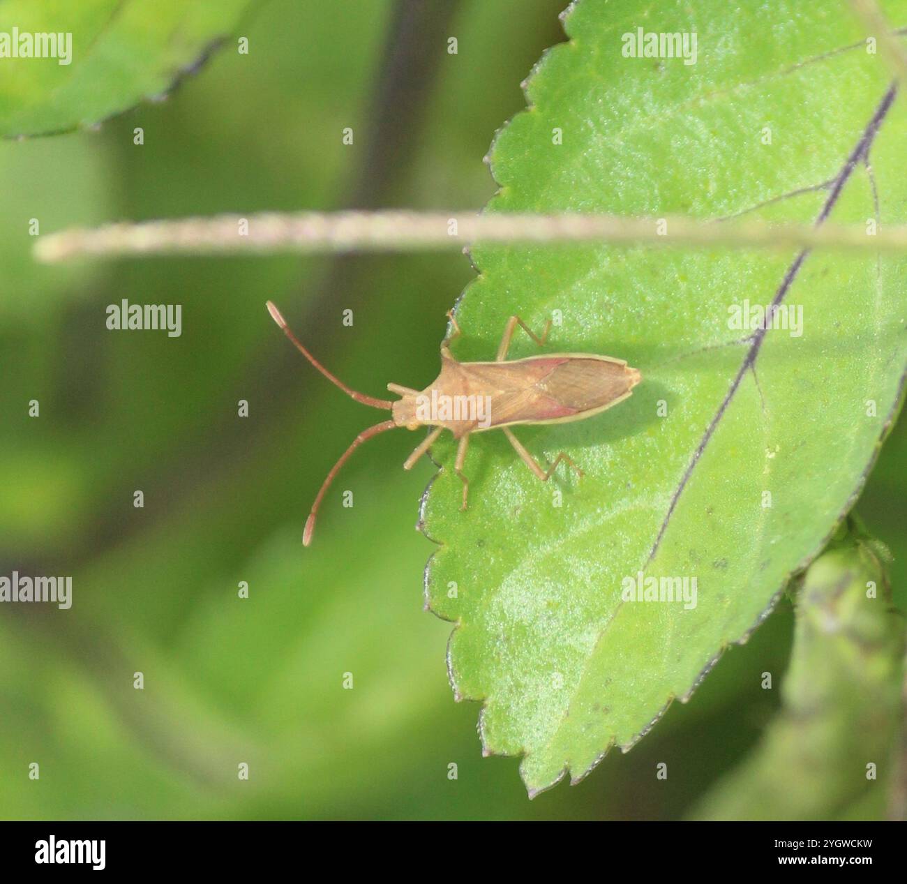 Cletus hi-res stock photography and images - Alamy