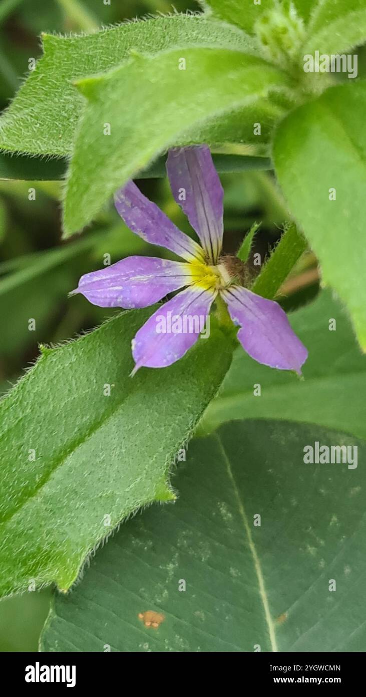 Fairy fan flower hi-res stock photography and images - Alamy