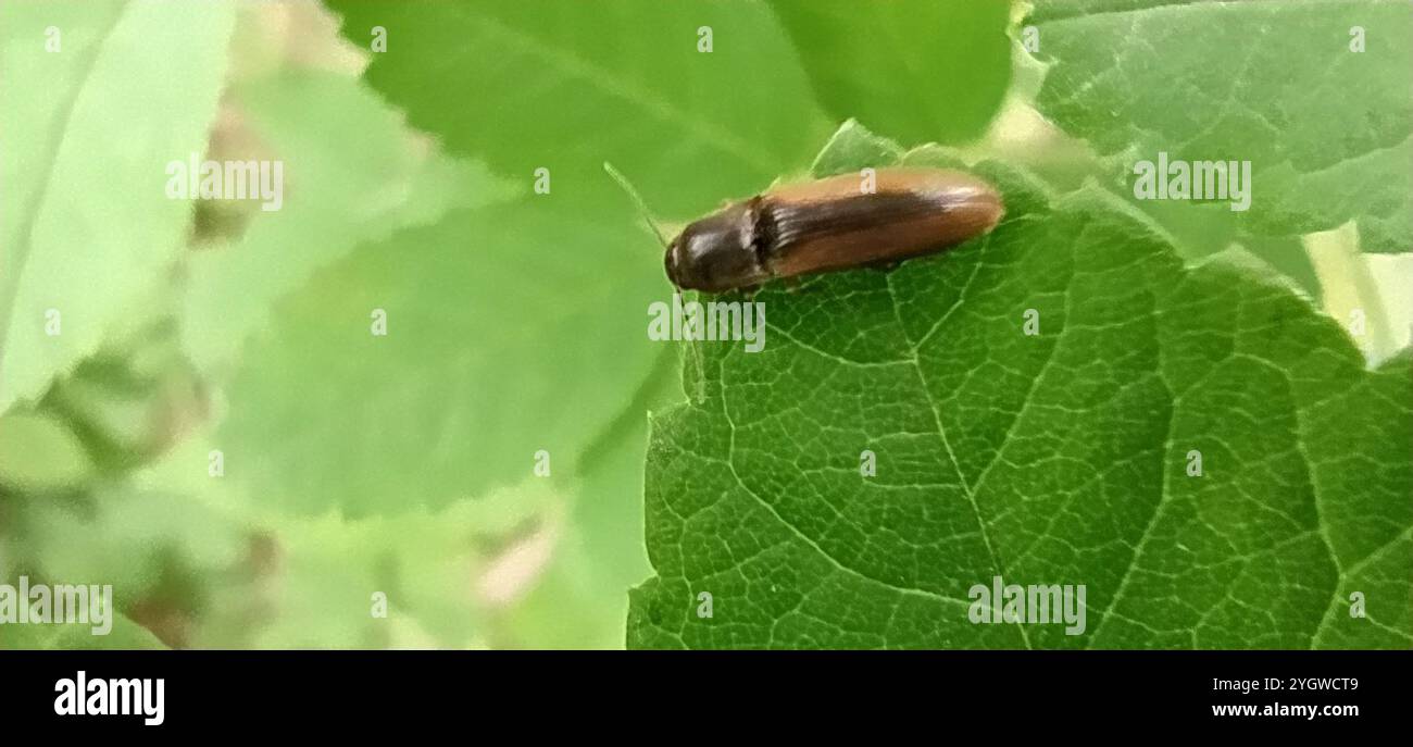 margined click beetle (Dalopius marginatus Stock Photo - Alamy