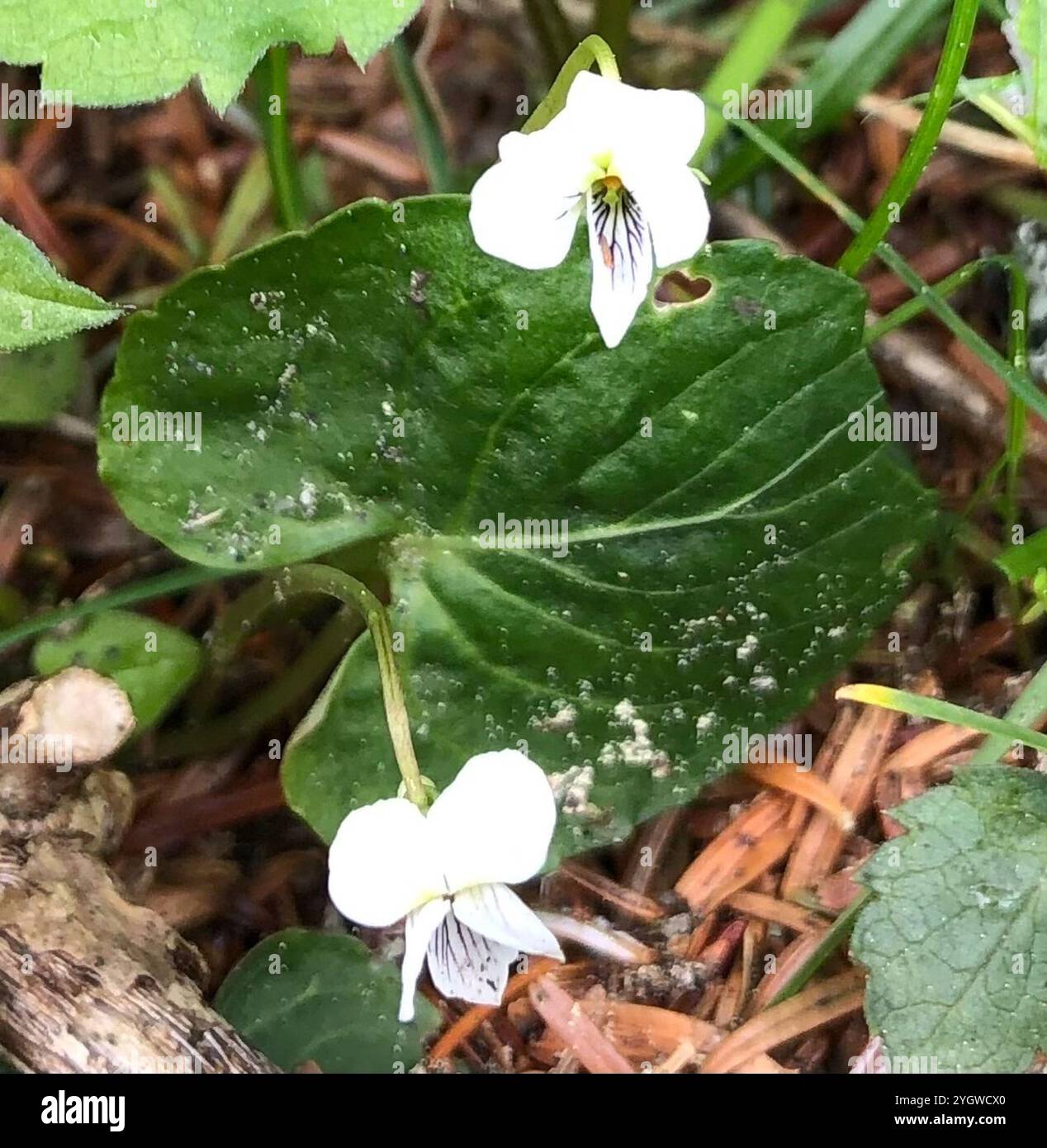 northern white violet (Viola minuscula Stock Photo - Alamy