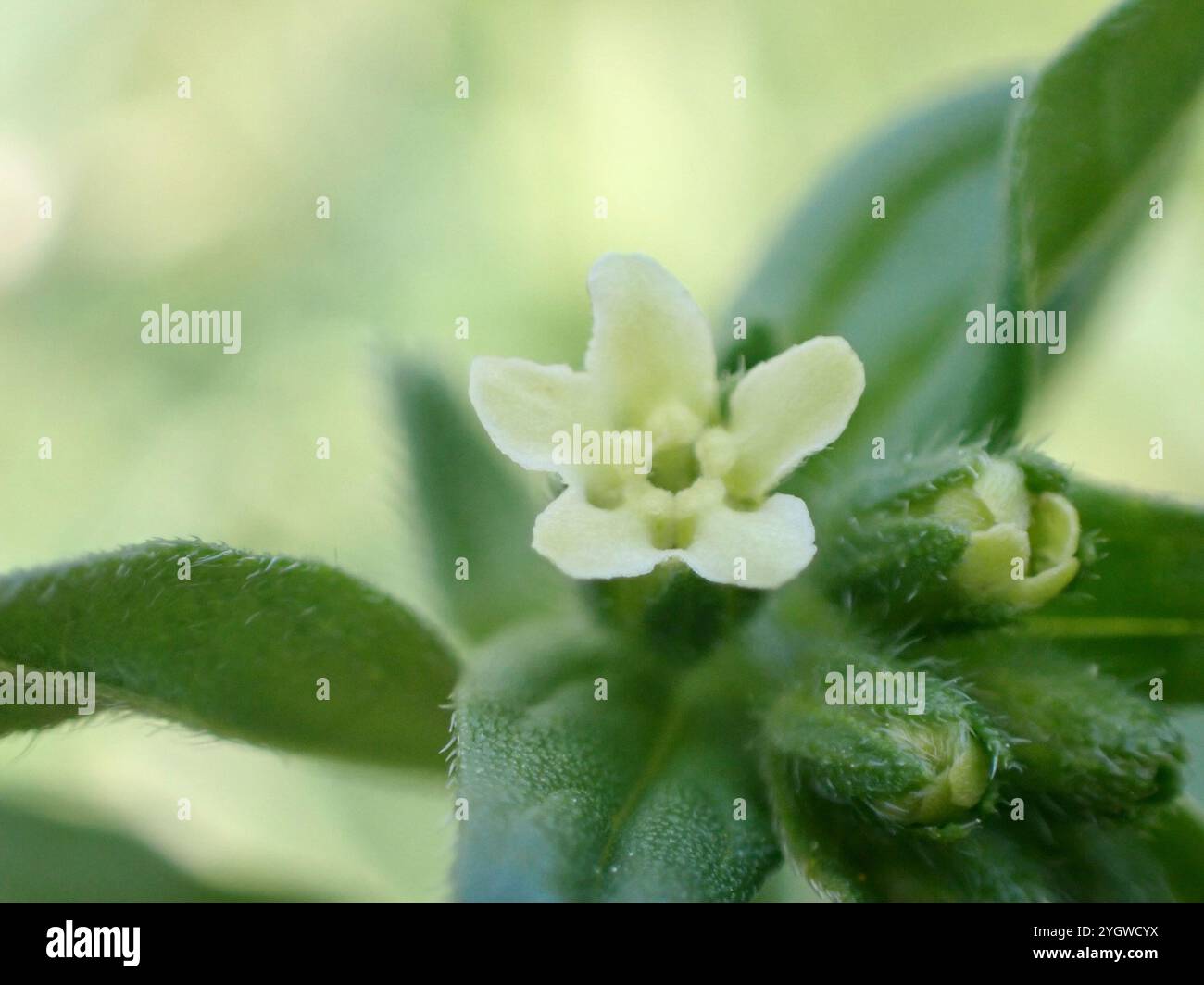 Common Gromwell (Lithospermum officinale Stock Photo - Alamy