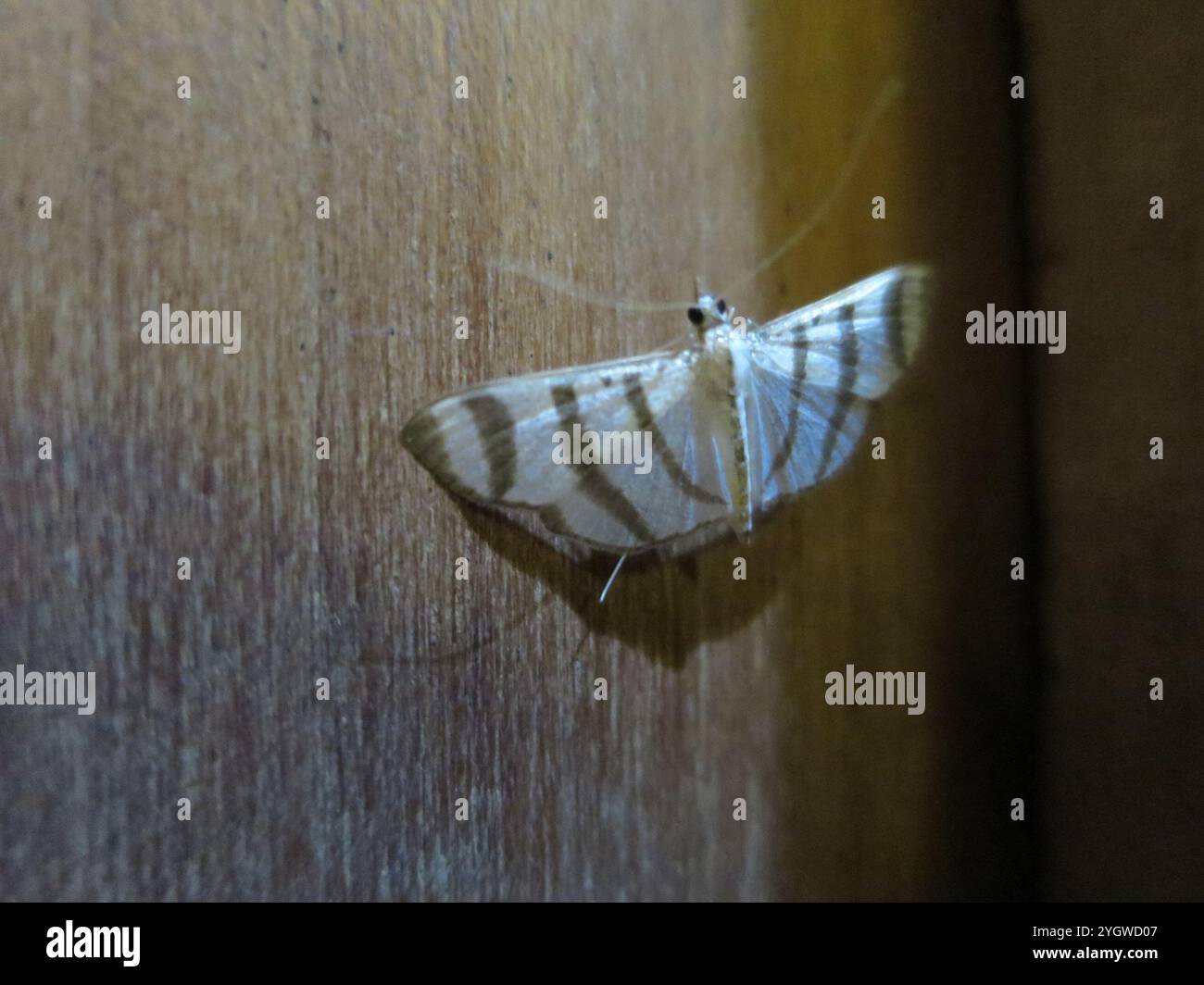 Zebra Pyrale (Zebronia phenice Stock Photo - Alamy