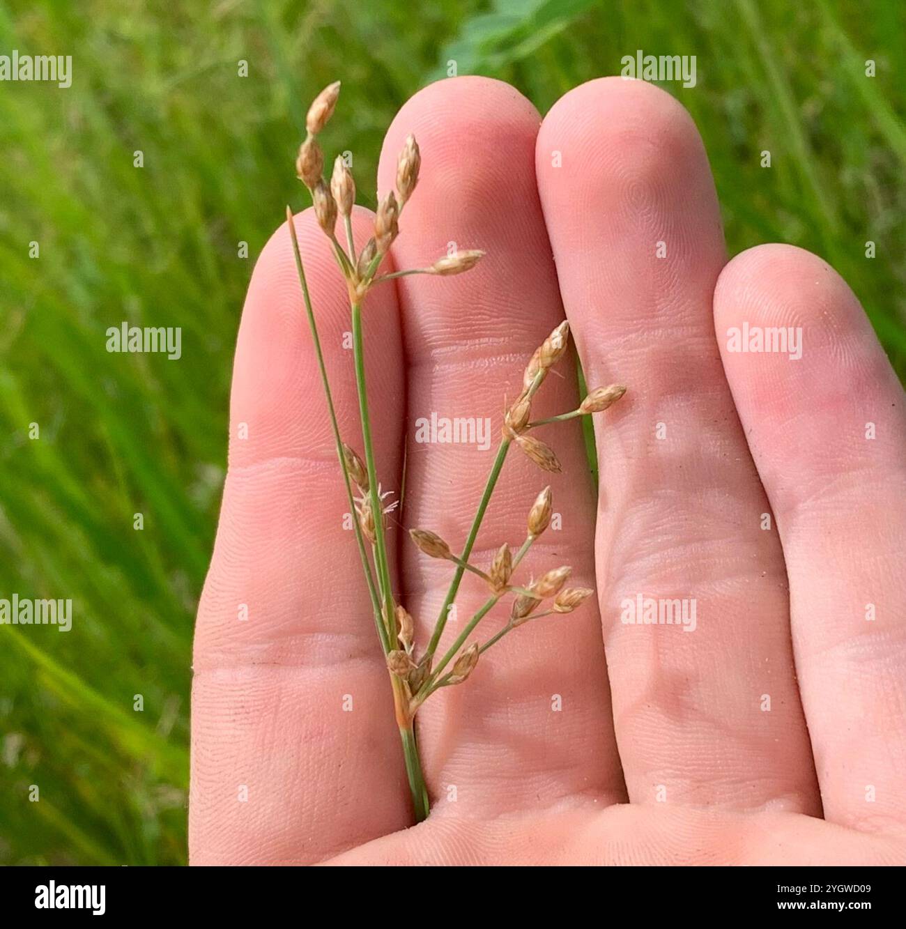 Fringe Rush (Fimbristylis Stock Photo - Alamy