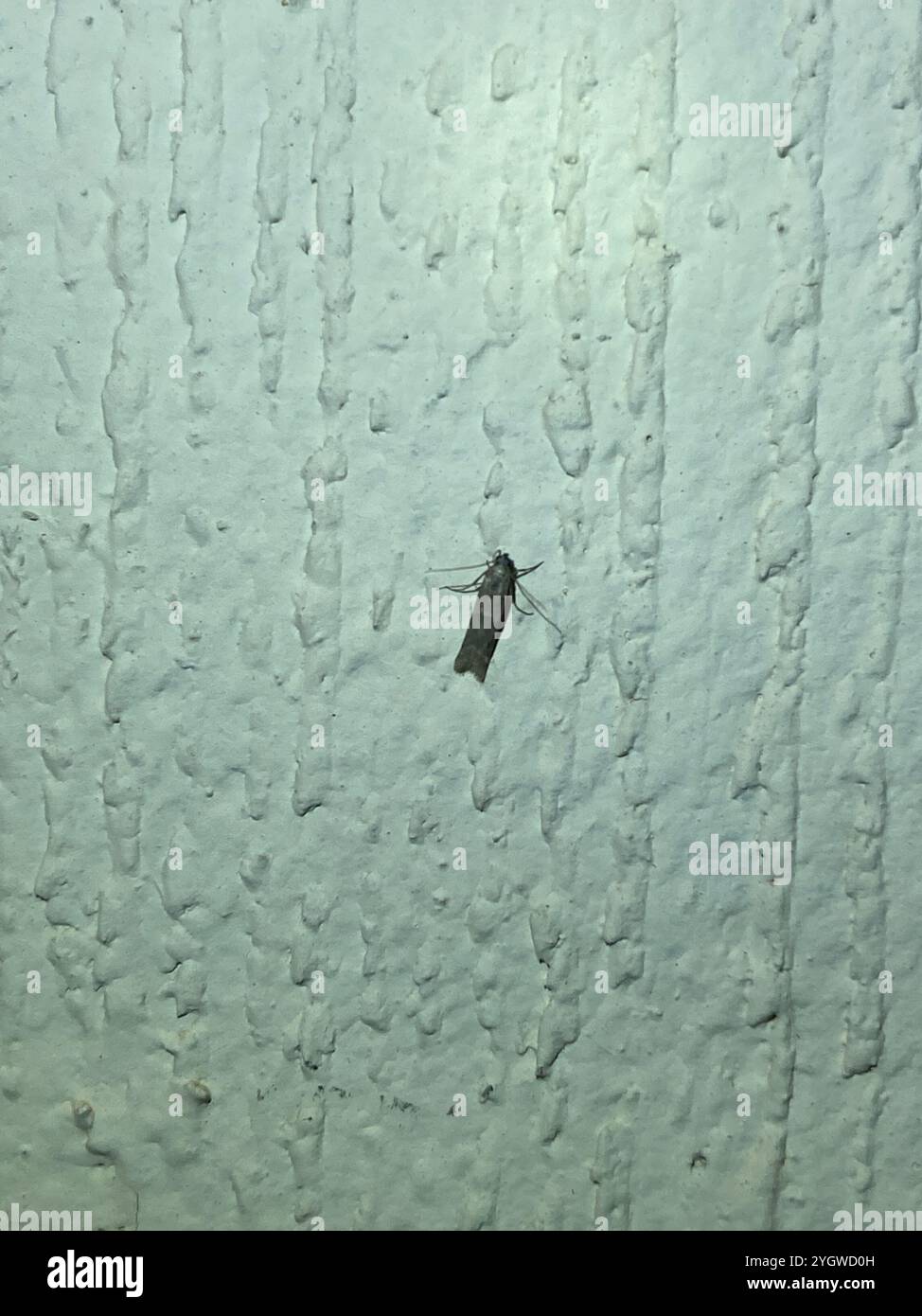 Dusky Raisin Moth (Ephestiodes gilvescentella Stock Photo - Alamy