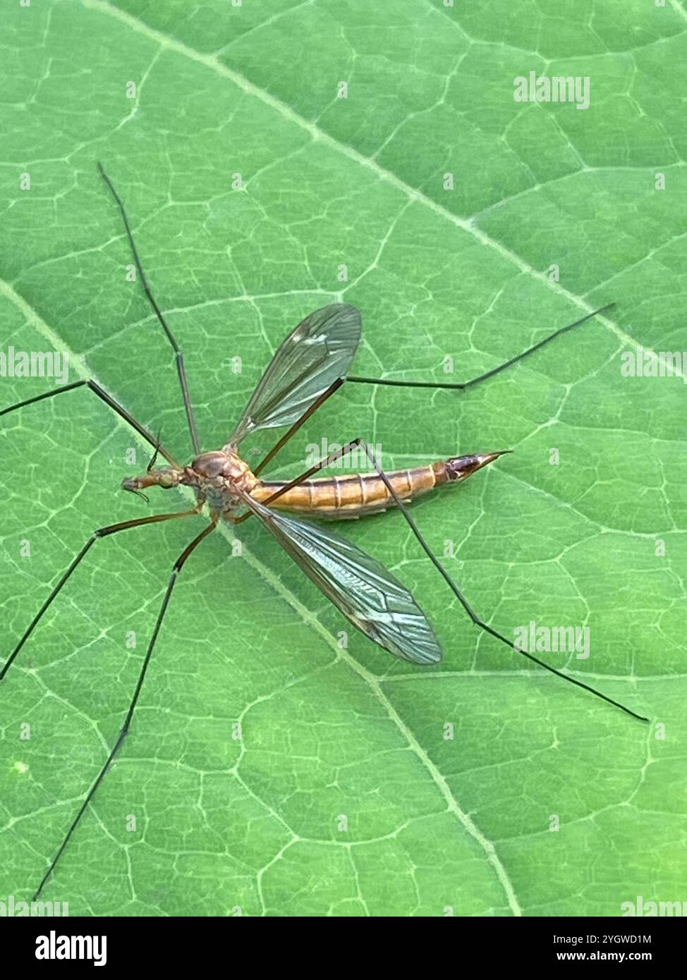 European Crane Fly (Tipula paludosa Stock Photo - Alamy