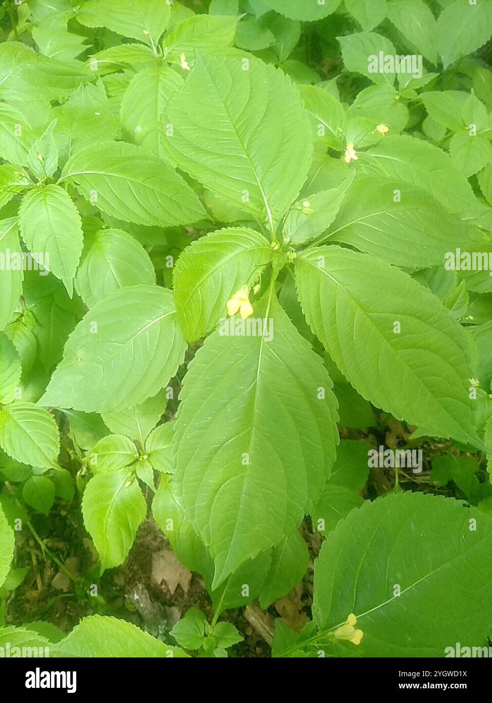 small balsam (Impatiens parviflora Stock Photo - Alamy