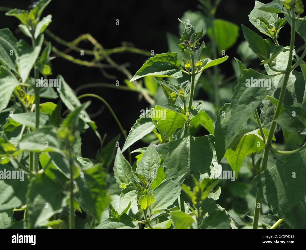 Siam weed (Chromolaena odorata Stock Photo - Alamy