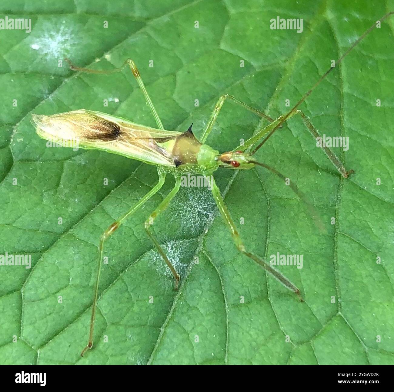 Pale green assassin bug zelus luridus hi-res stock photography and ...