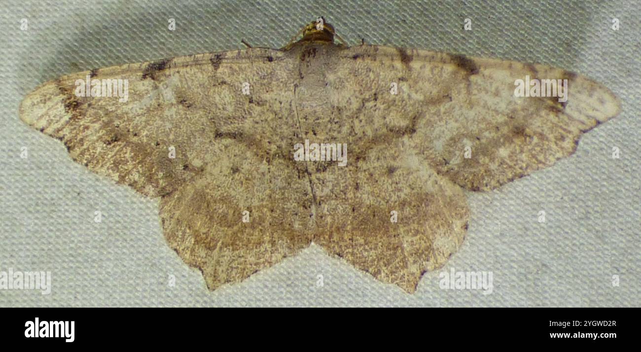 Angle Moths and Allies (Macariini Stock Photo - Alamy