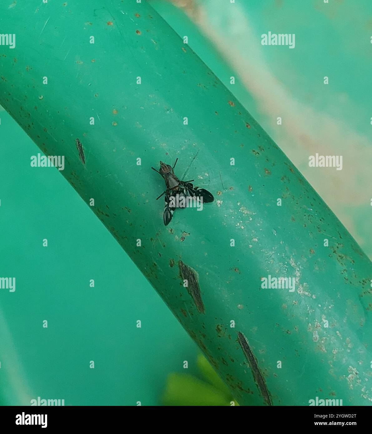 Common Picture-winged Fly (Delphinia picta Stock Photo - Alamy