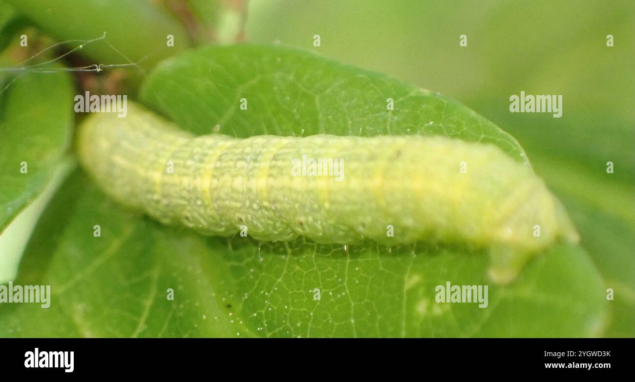 Geometer Moths (Geometridae Stock Photo - Alamy