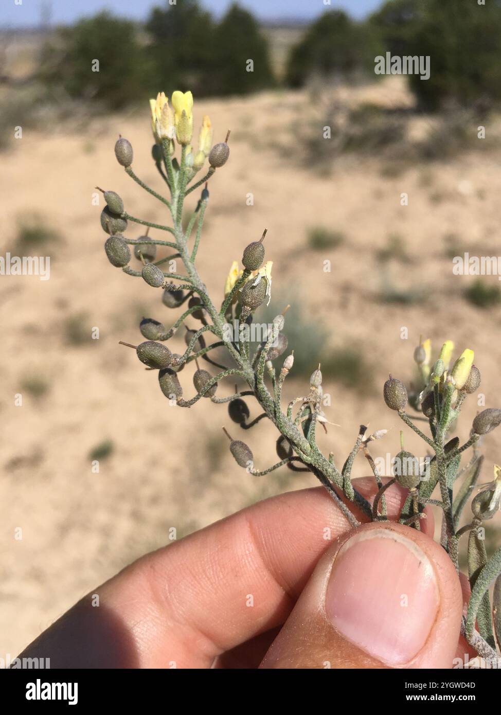 Straight Bladderpod (Physaria rectipes Stock Photo - Alamy