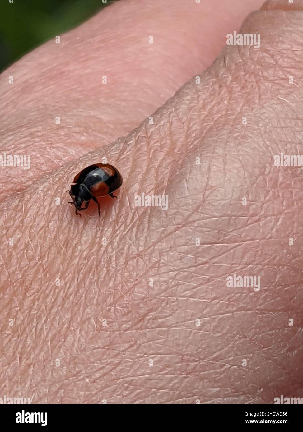 Two-spotted Lady Beetle (Adalia bipunctata Stock Photo - Alamy